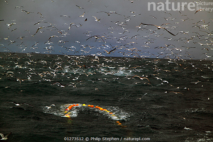 Stock photo of Seabirds gathering to catch escaping fish as a trawl net ...