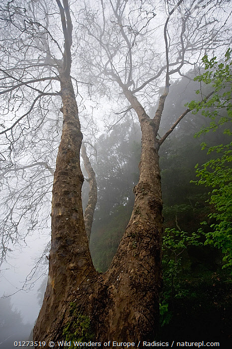 Stock photo of Plane tree (Platanus sp) in mist, Ribeiro Frio area ...