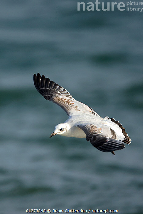 Stock photo of Mediterranean gull (Ichthyaetus melanocephalus) in ...