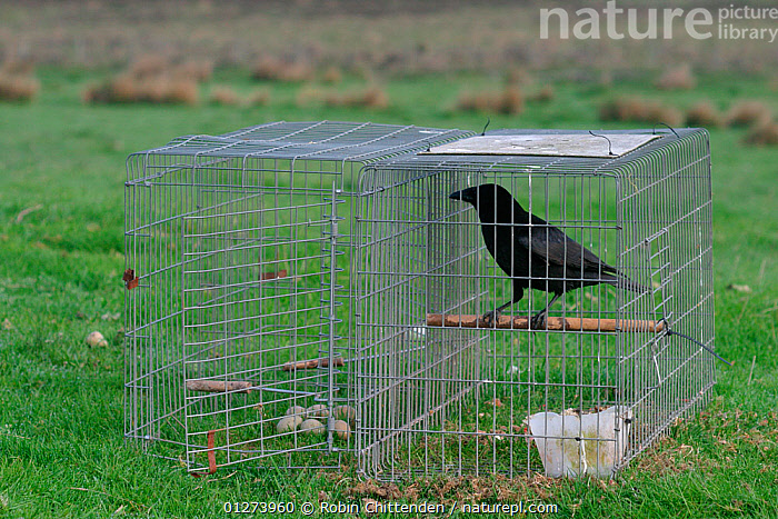 Stock photo of Larson trap with Carrion crow (Corvus corone) and eggs ...