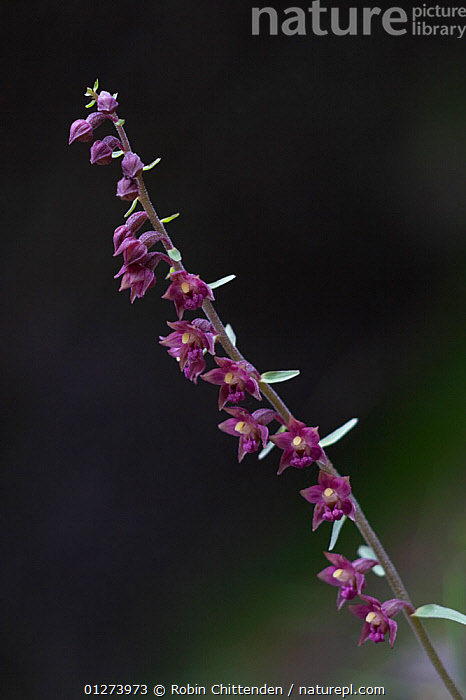Stock photo of Dark red helleborine (Epipactis atrorubens) flower ...