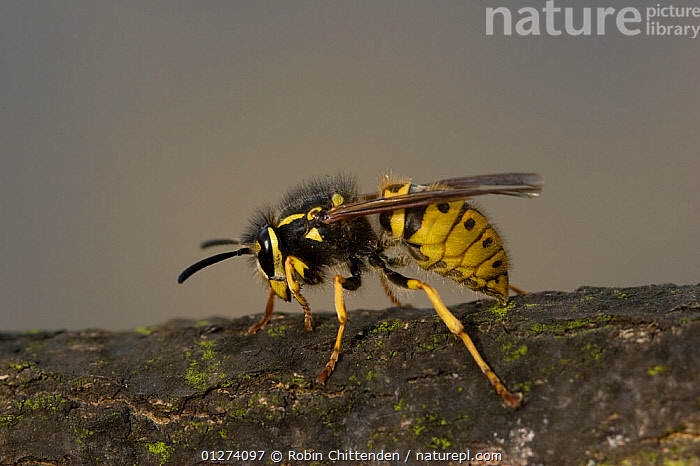 Stock photo of Common wasp (Vespula vulgaris) queen, Stiffkey, Norfolk ...