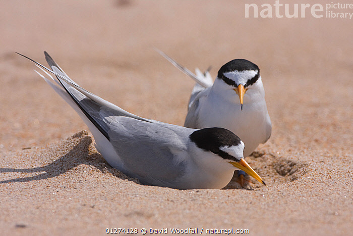 Stock photo of Little tern (Sternula albifrons) pair creating nest ...