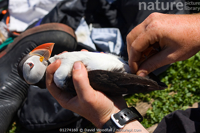 Stock photo of Puffin (Fratercula arctica) being having ring checked by ...