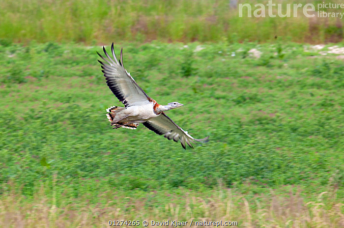 Stock photo of Male Great bustard (Otis tarda) in flight, from a ...