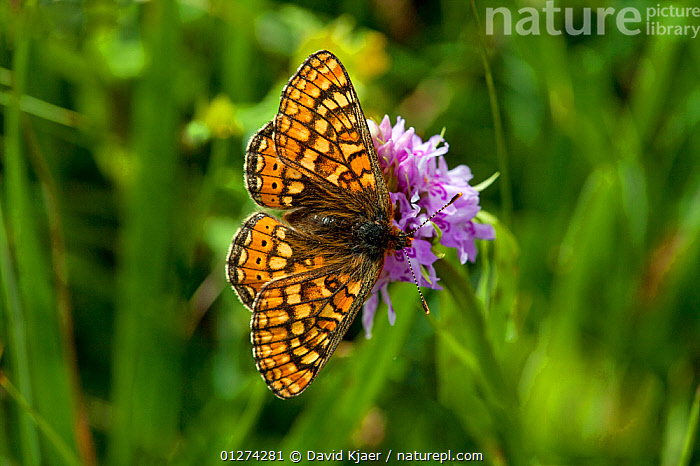 Stock photo of Marsh fritillary butterfly (Euphydryas aurinia) on ...