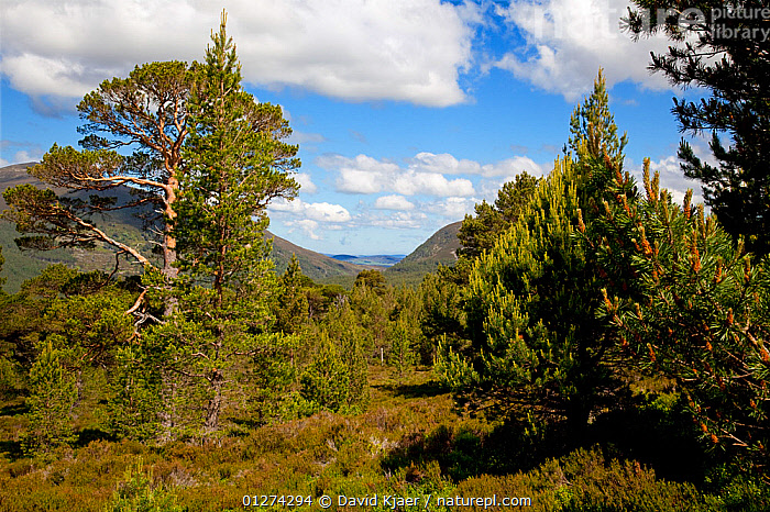 Stock photo of Old Caledonian Scots pine forest, Rothemurcus Estate ...
