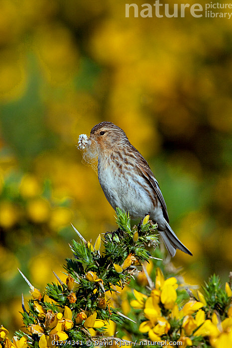Stock photo of Female Twite (Carduelis flavirostris) with nest material ...