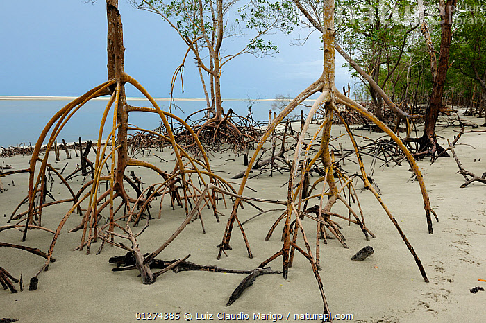 Stock photo of Red mangrove (Rhizophora mangle) roots exposed at low ...