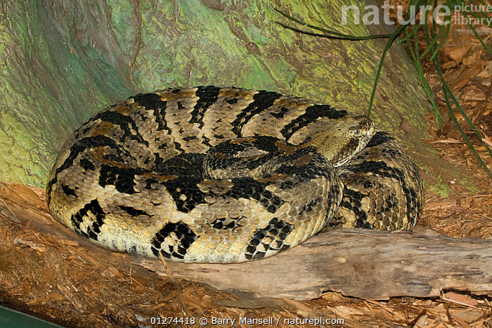 Stock photo of Timber rattlesnake (Crotalus horridus) coiled, Georgia ...
