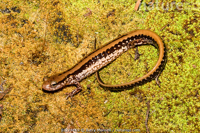 Stock photo of Three-lined salamander (Eurycea guttolineata) on moss ...