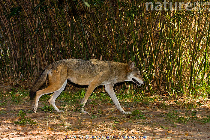 Stock photo of Red Wolf (Canis rufus) captive, re-introduced to North ...