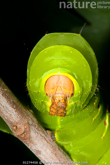 Stock photo of Caterpillar larva of the Polyphemus moth (Antheraea ...