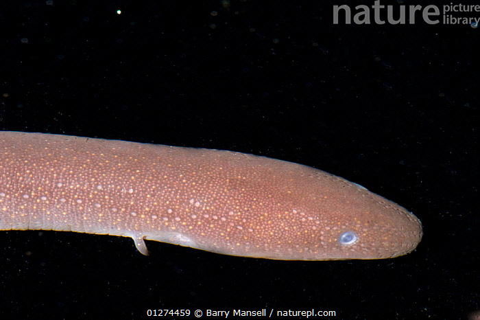 Stock photo of One-toed amphiuma (Amphiuma pholeter) Gulf Hammock ...