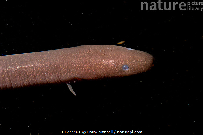Stock photo of One-toed amphiuma (Amphiuma pholeter) Gulf Hammock ...