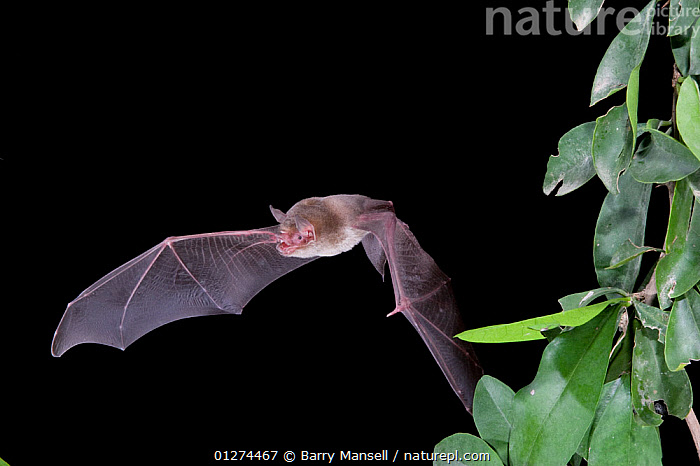 Stock photo of Naked-backed Bat (Pteronotus personatus) in flight at night, Tamaulipas ...
