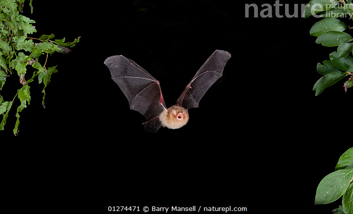 Stock photo of Naked backed / Moustached Bat (Pteronotus parnellii) in ...