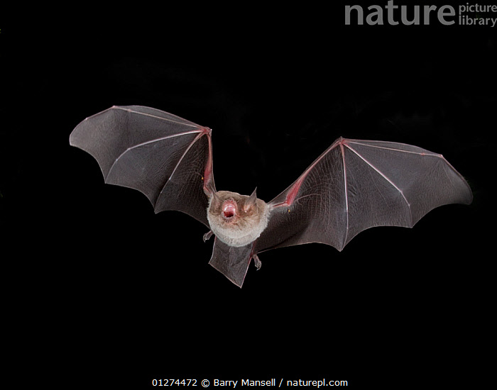 Stock photo of Naked backed / Moustached Bat (Pteronotus personatus) in ...