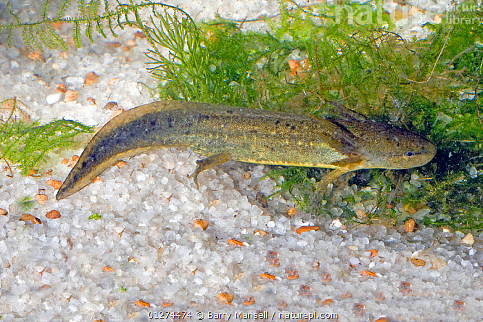 Stock photo of Mole Salamander (Ambystoma talpoideum) neotenic adult ...