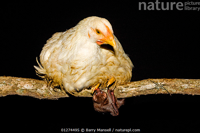 Stock photo of Hairy-legged Vampire Bat (Diphylla ecaudata) drinking ...