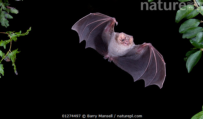 Stock photo of Hairy-legged Vampire Bat (Diphylla ecaudata) in flight ...