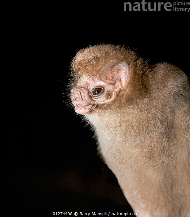 Stock photo of Hairy-legged Vampire Bat (Diphylla ecaudata) portrait ...