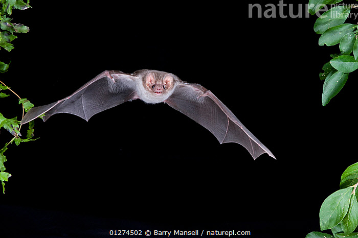 Stock photo of Hairy-legged Vampire Bat (Diphylla ecaudata) in flight ...