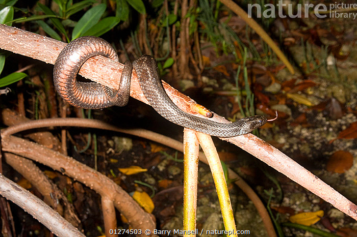 Stock photo of Gulf Saltmarsh snake (Nerodia clarkii clarkii) coiled ...