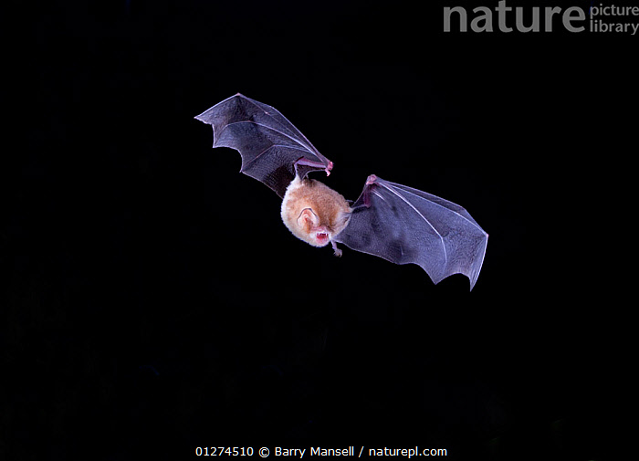 Stock photo of Funnel eared bat (Natalus stramineus) in flight with ...
