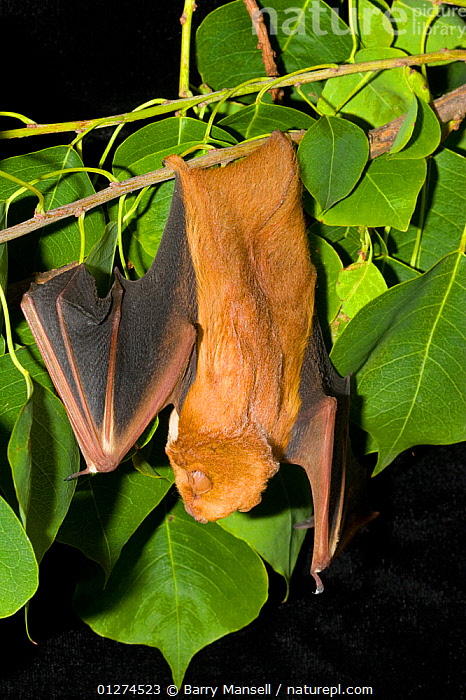 Stock photo of Hoary / Eastern Red Bat {Lasiurus borealis} hanging ...