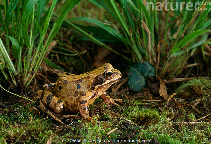 Stock photo of Common frog (Rana temporaria) in damp habitat, UK ...