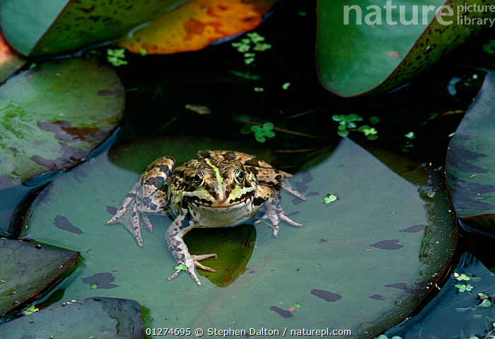 Stock photo of European edible frog {Rana esculenta} sitting on lily ...