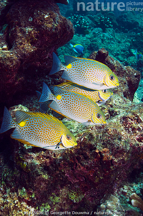 Stock photo of Four Golden rabbitfish (Siganus guttatus) Andaman Sea ...
