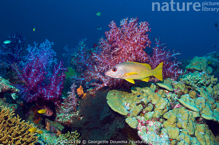Stock photo of Brown-striped red snapper (Lutjanus vitta) with soft ...