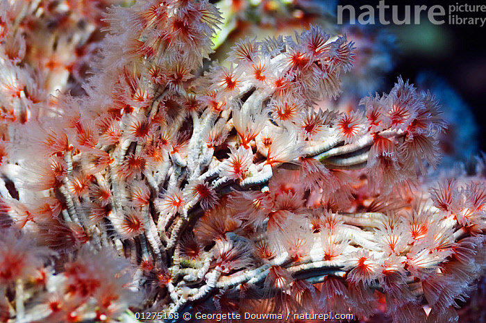 Stock photo of Coral worm (Filograna implexa) A colonial species of ...