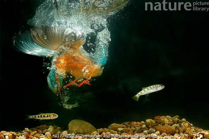 Stock photo of Common kingfisher {Alcedo atthis} diving underwater to ...