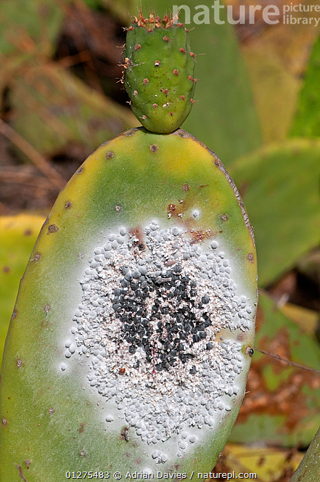 Stock photo of Cochineal insect (Dactylopius coccus) on Prickly pear ...