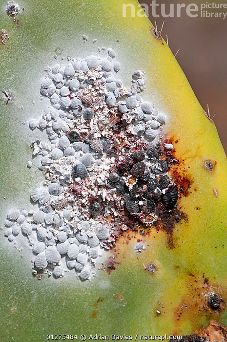 Stock photo of Cochineal insect (Dactylopius coccus) on Prickly pear ...
