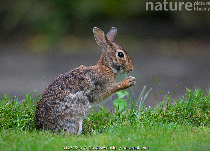 Stock photo of Eastern Cottontail Rabbit (Sylvilagus floridanus) eating ...
