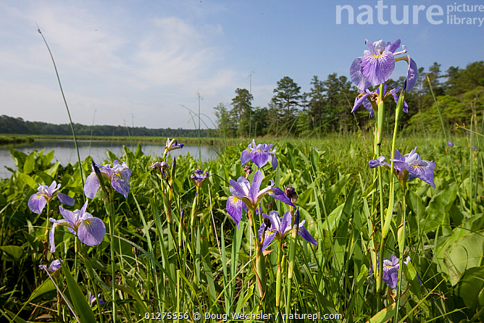 Stock photo of Larger blueflag iris (Iris versicolor) flowering in ...
