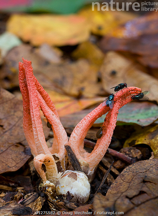 Stock photo of Stinky squid fungus (Pseudocolus fusiformis) with flies ...