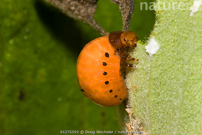 Stock photo of Larva of Swamp Milkweed Leaf Beetle (Labidomera ...