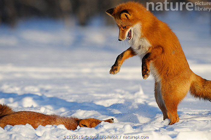 Stock photo of Two Red Foxes (Vulpes vulpes) playing mating games ...