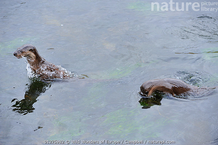 Stock photo of Two juvenile European river otters (Lutra lutra) fishing ...