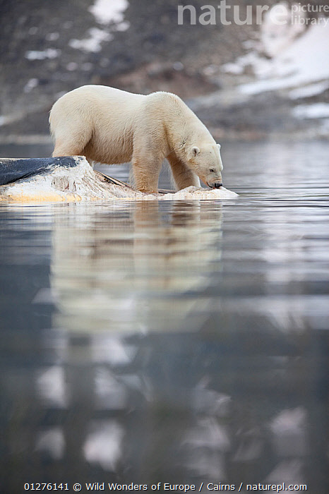 Stock photo of Polar bear (Ursus maritimus) feeding on dead whale ...