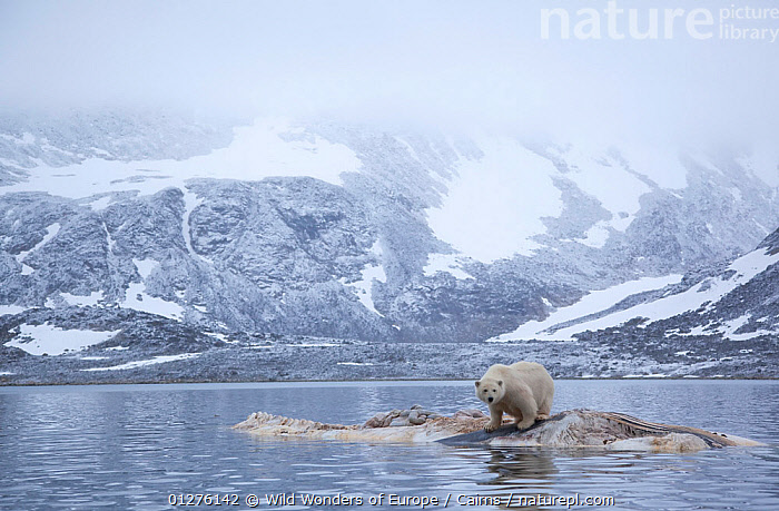 Stock photo of Polar bear (Ursus maritimus) standing on dead whale ...