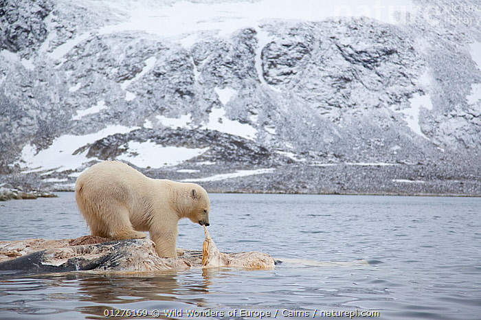 Stock photo of Polar bear (Ursus maritimus) feeding on dead whale ...