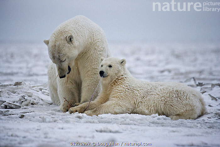 Stock photo of Polar bear (Ursus maritimus) with large cub, Kaktovik ...