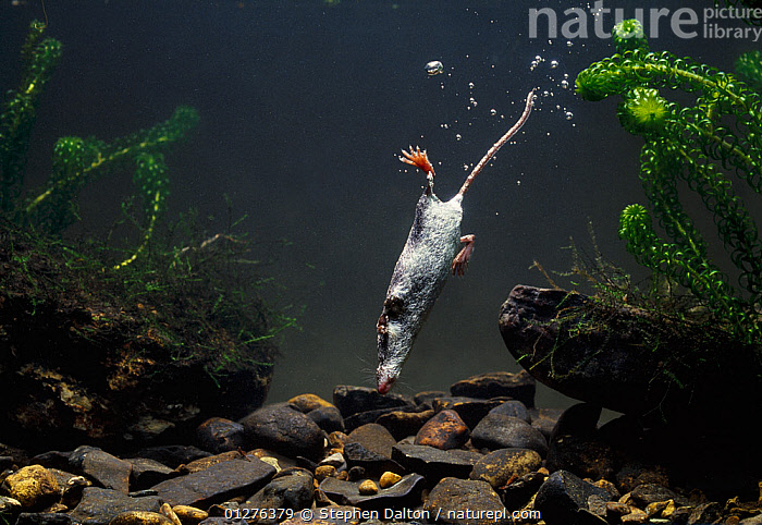 Stock photo of European water shrew (Neomys fodiens) diving underwater ...