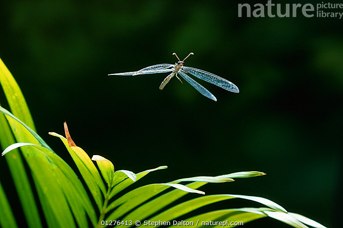 Stock photo of Antlion {Myrmeleontidae} in flight, from Venezuealan ...